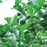 Shikuwasa fruit, Okinawan - Hucklebee Singapore
