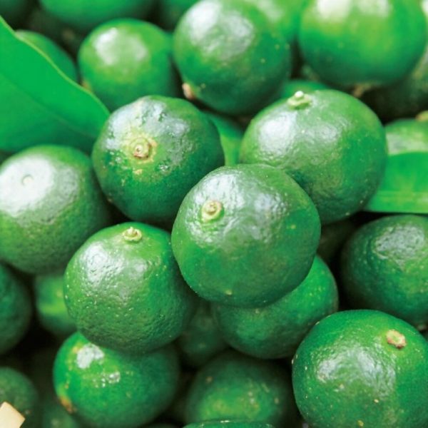 Shikuwasa fruit, Okinawan - Hucklebee Singapore