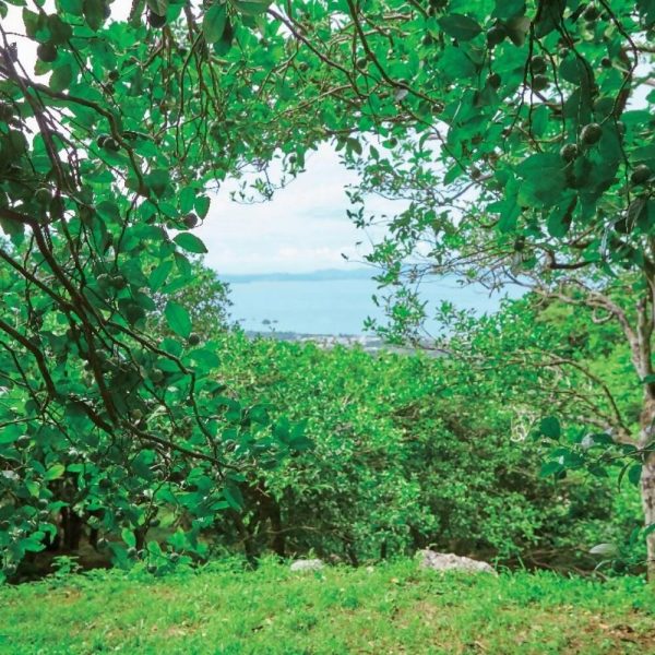 Shikuwasa fruit, Okinawan - Hucklebee Singapore